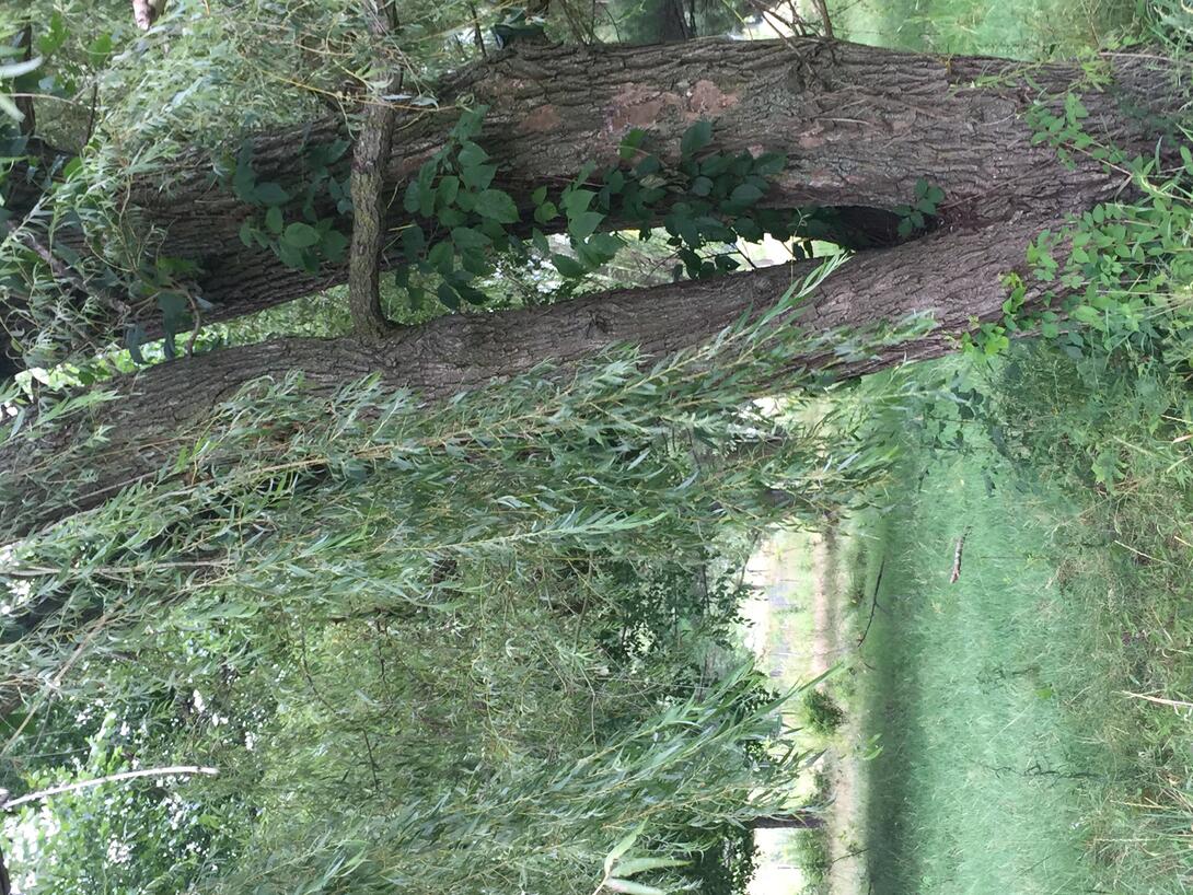 Black Willow | CMP Tree Selection Tool